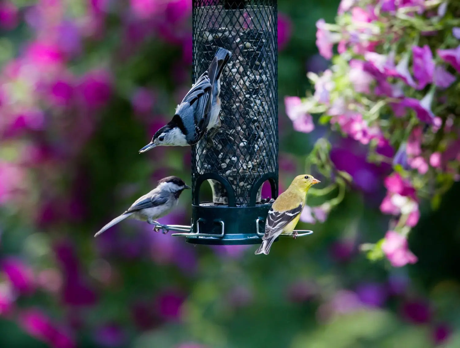 Bird Feeders – ForTheBirds.com