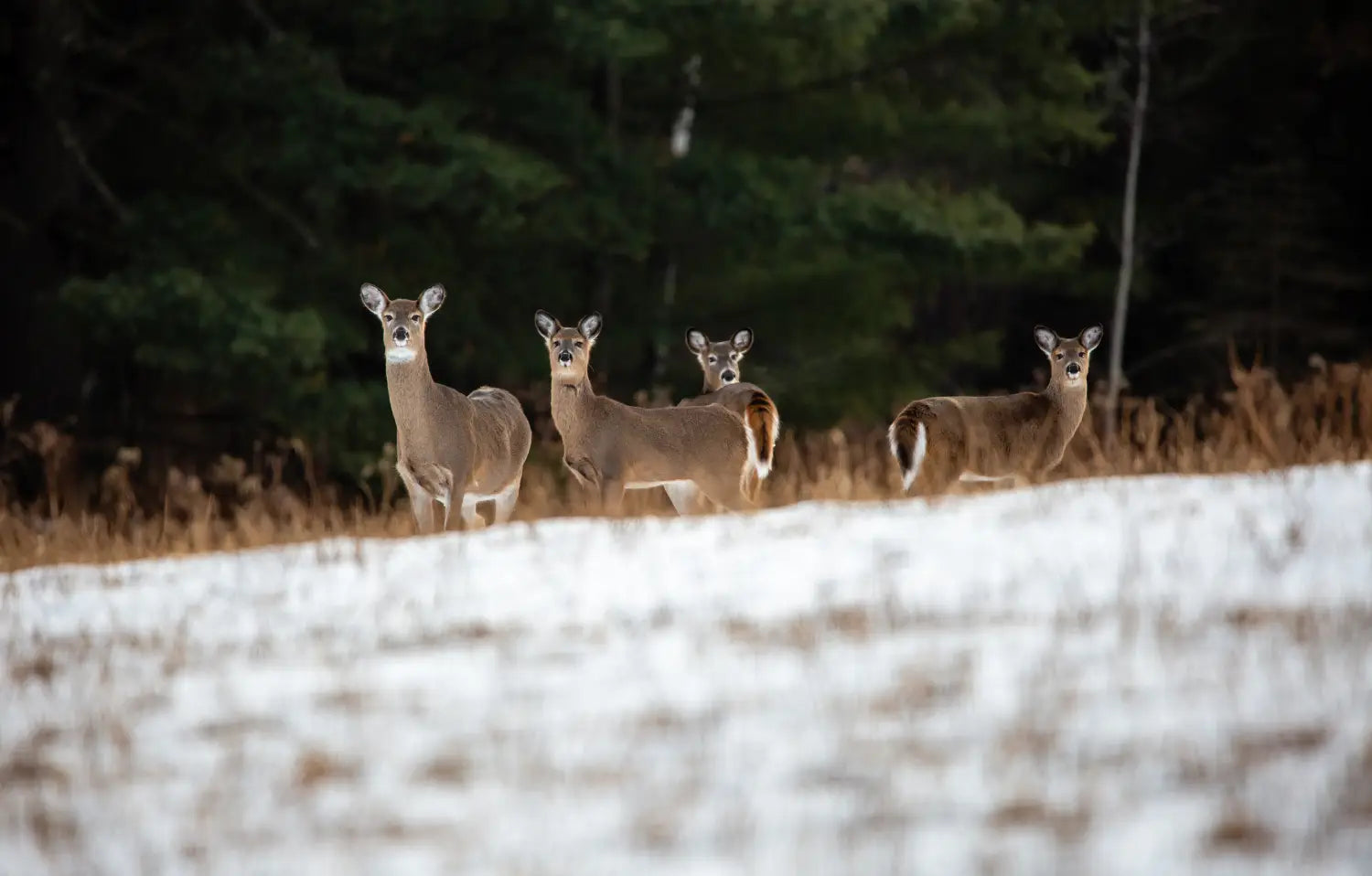 Wildlife Feed – ForTheBirds.com